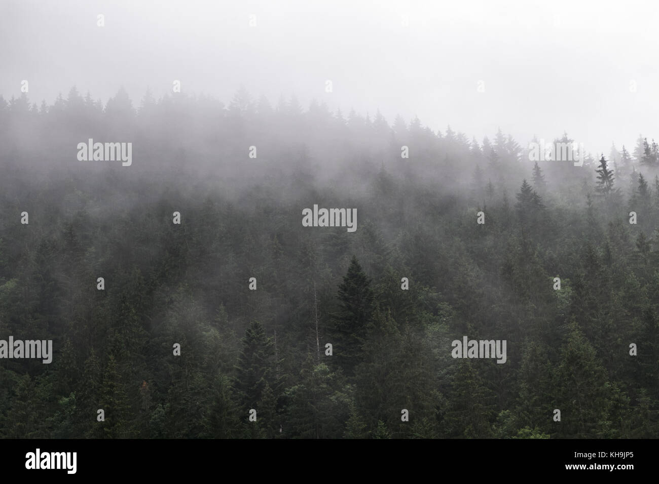 Mist covering forest mountain darker Stock Photo - Alamy