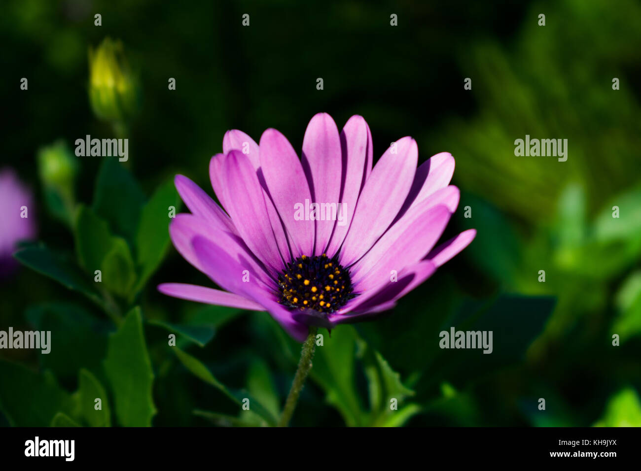 Australian purple flower hi-res stock photography and images - Alamy