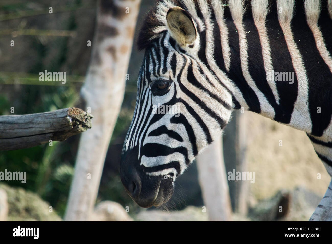 Happy zebra hi-res stock photography and images - Alamy