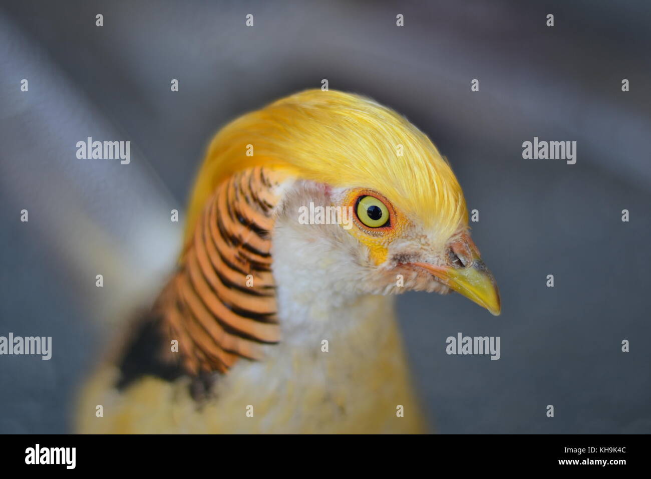 Yellow golden pheasant hi-res stock photography and images - Alamy