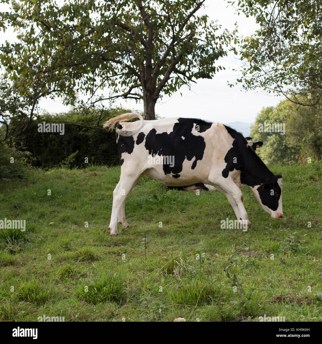 Holstein Friesian cattle Stock Photo - Alamy