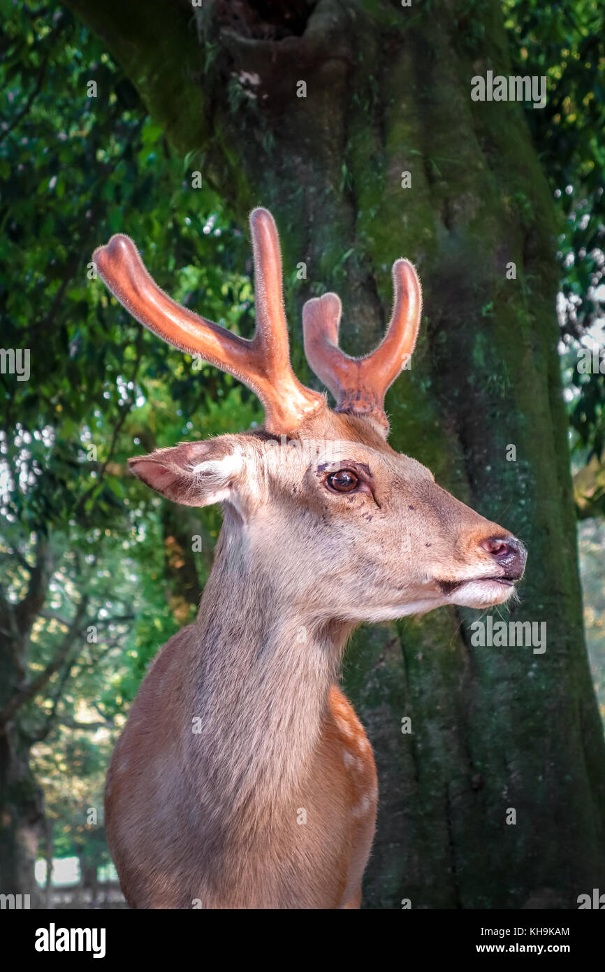 Male Sika deer in Nara Park forest, Japan Stock Photo - Alamy