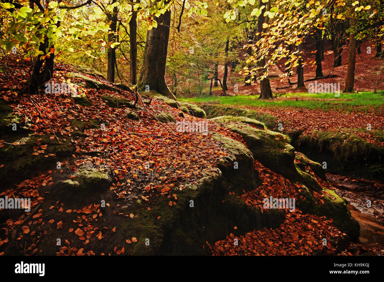 Autumn leaves at Tandle Hill Country Park, Royton, Oldham, UK Stock ...
