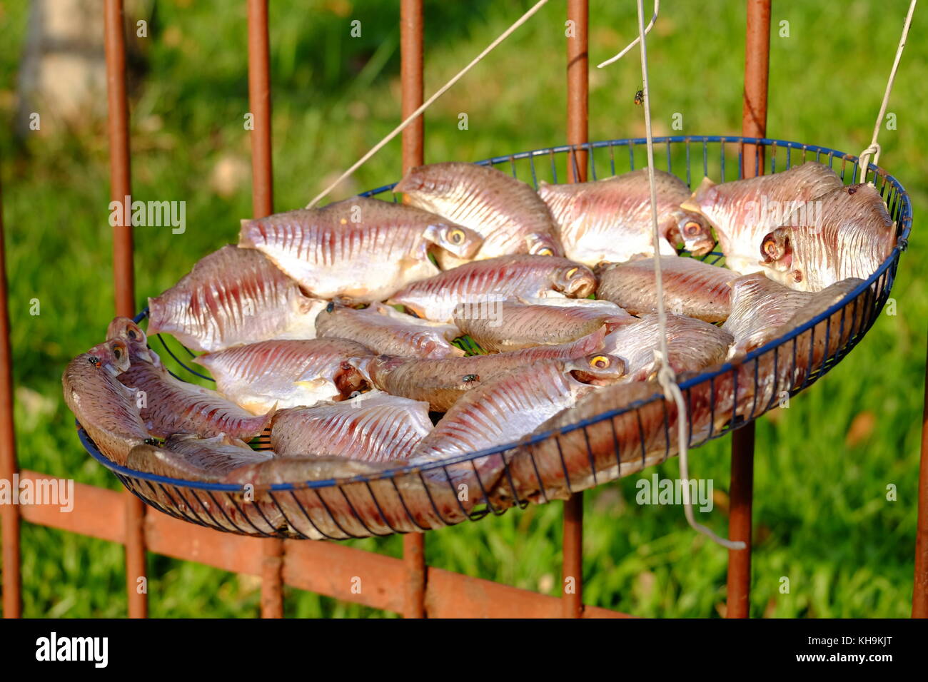 fresh fish in a colander Stock Photo - Alamy