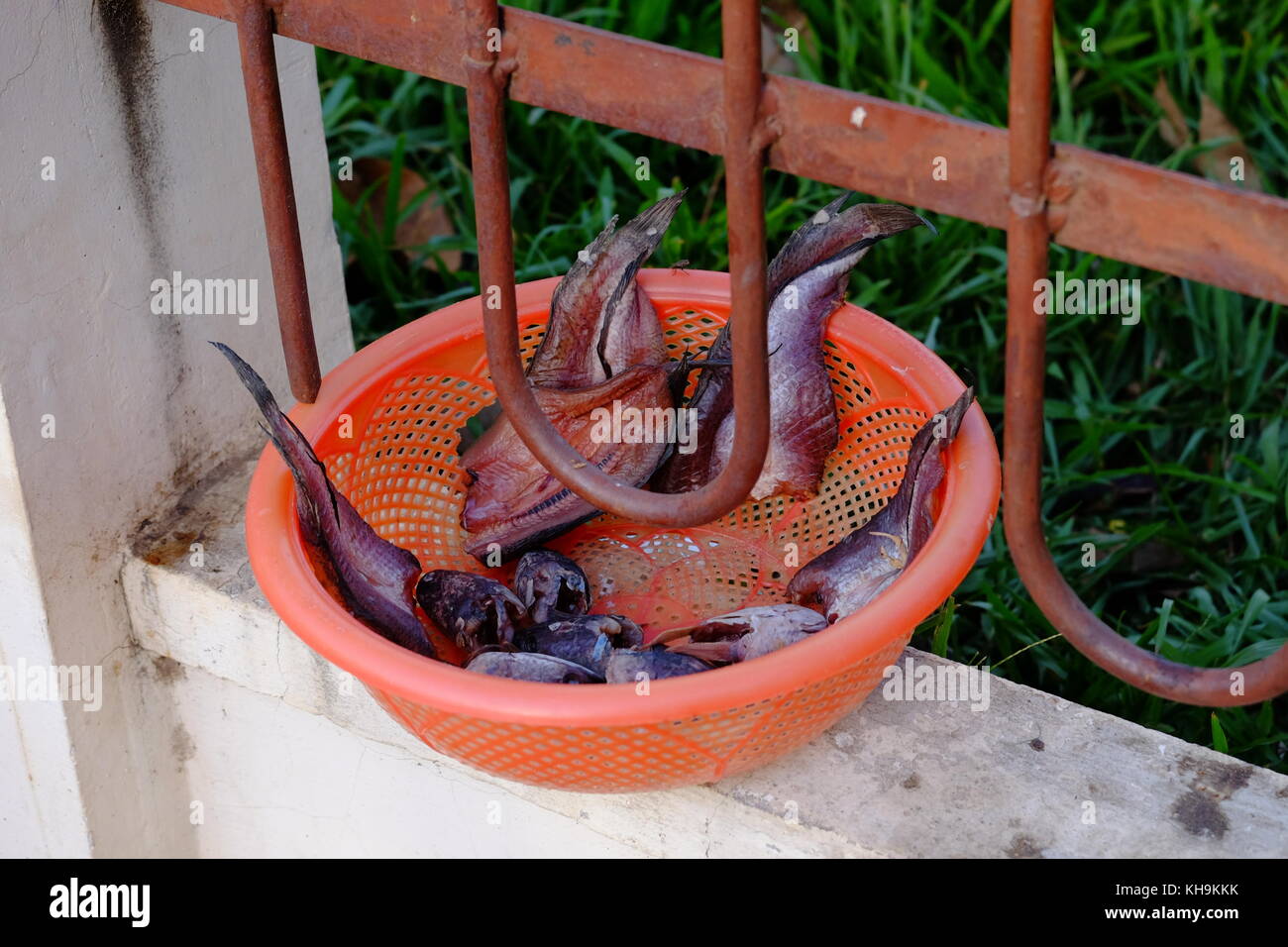 fresh fish in a colander Stock Photo - Alamy