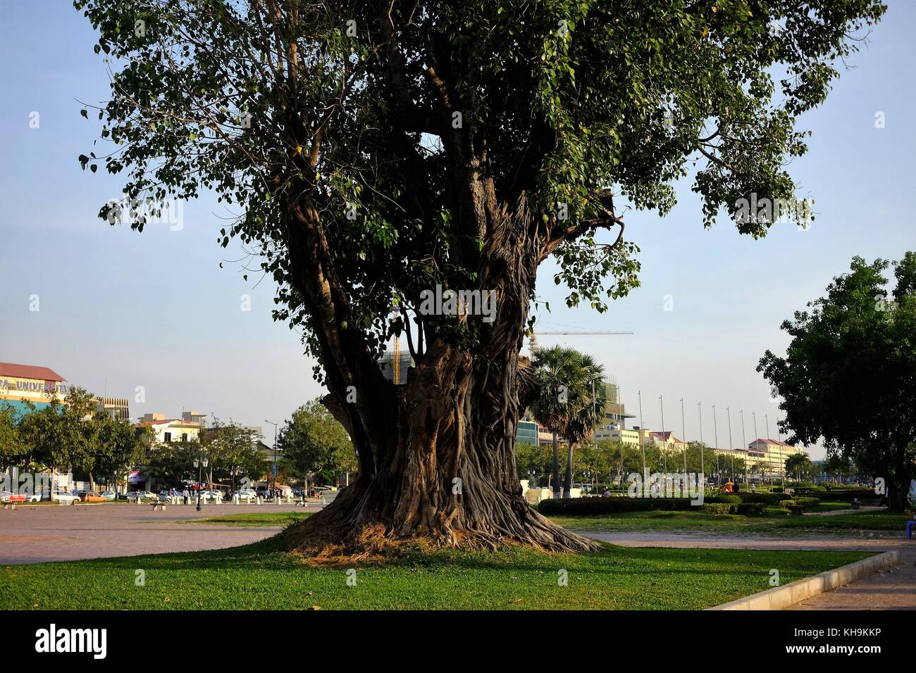 tree on city street old tree trunks Stock Photo - Alamy