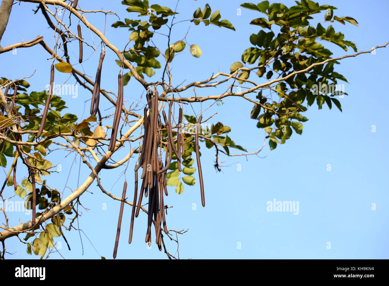 seed pod dangling from tree Stock Photo - Alamy