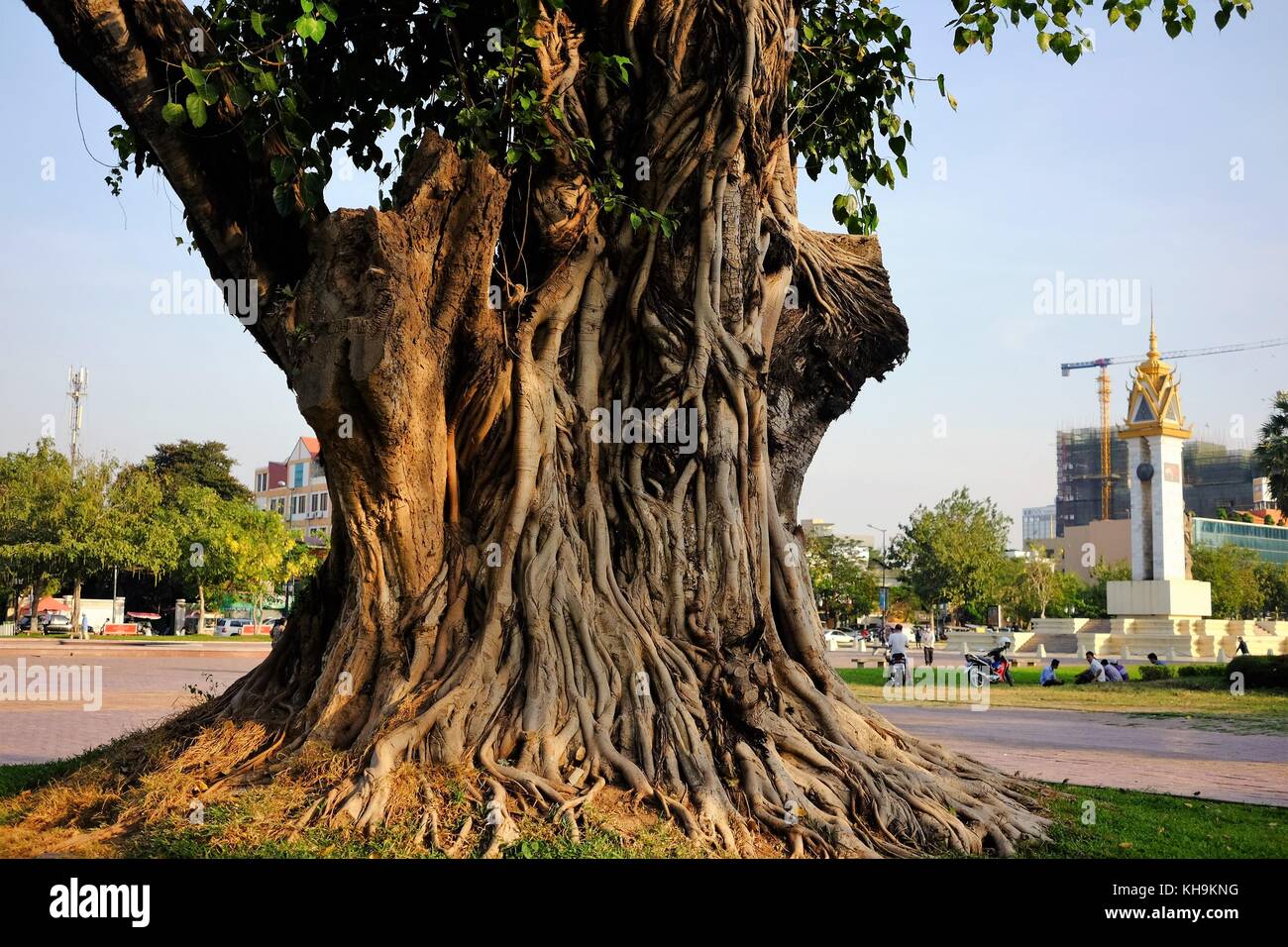 tree trunk v old tree Stock Photo - Alamy