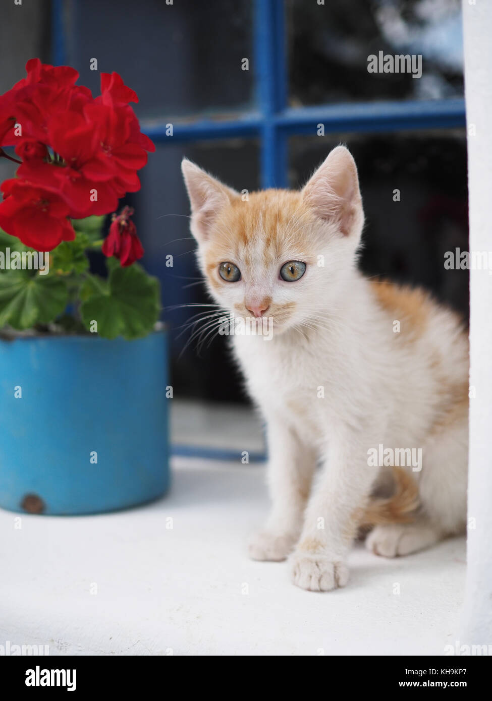Kittem hi-res stock photography and images - Alamy