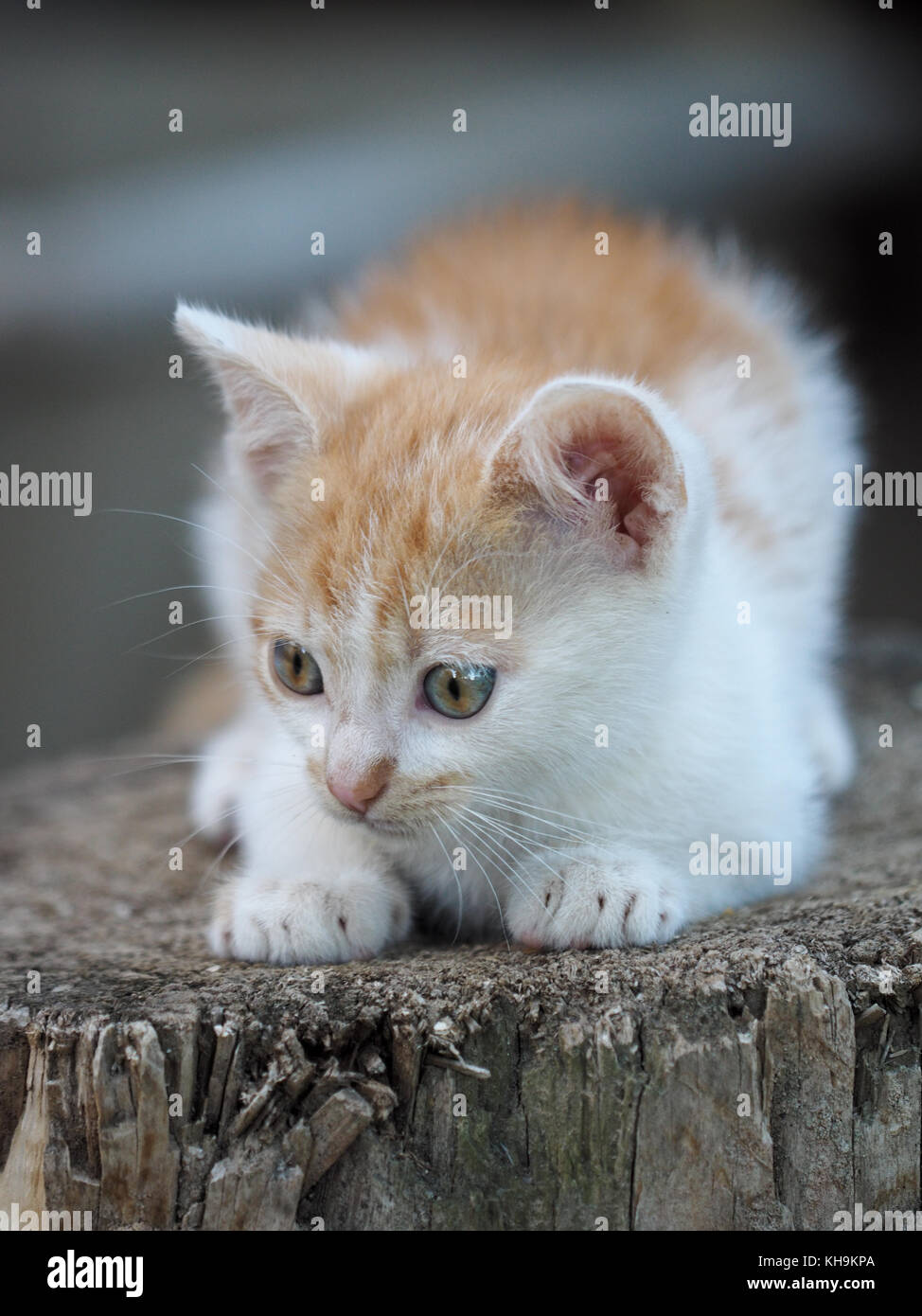 Terrified kitten hi-res stock photography and images - Alamy