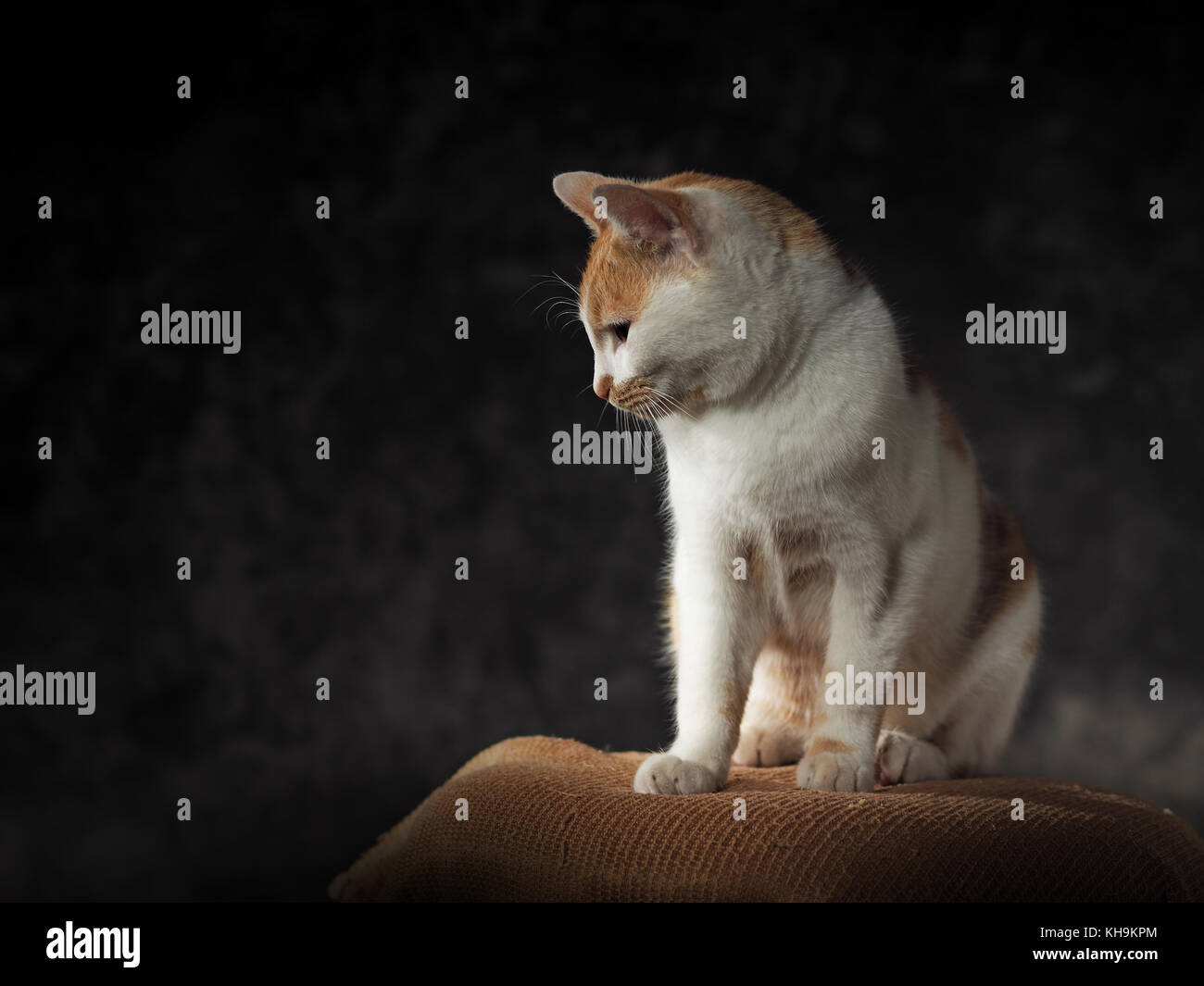 studio portrait of a sitting domestic cat Stock Photo - Alamy