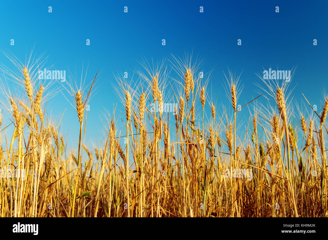 ripe harvest under blue sky Stock Photo - Alamy
