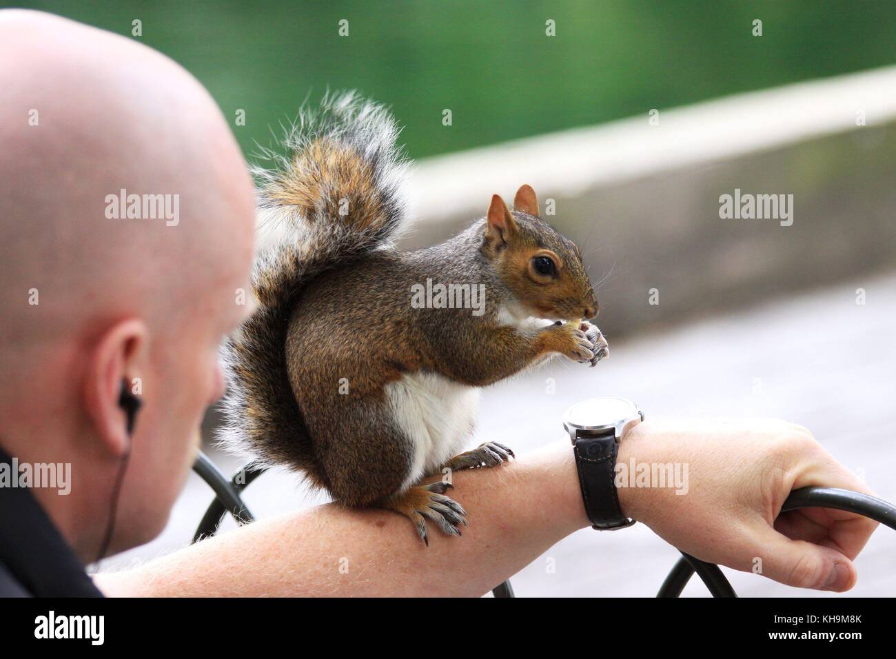 Squirrel eating on man's arm Stock Photo - Alamy