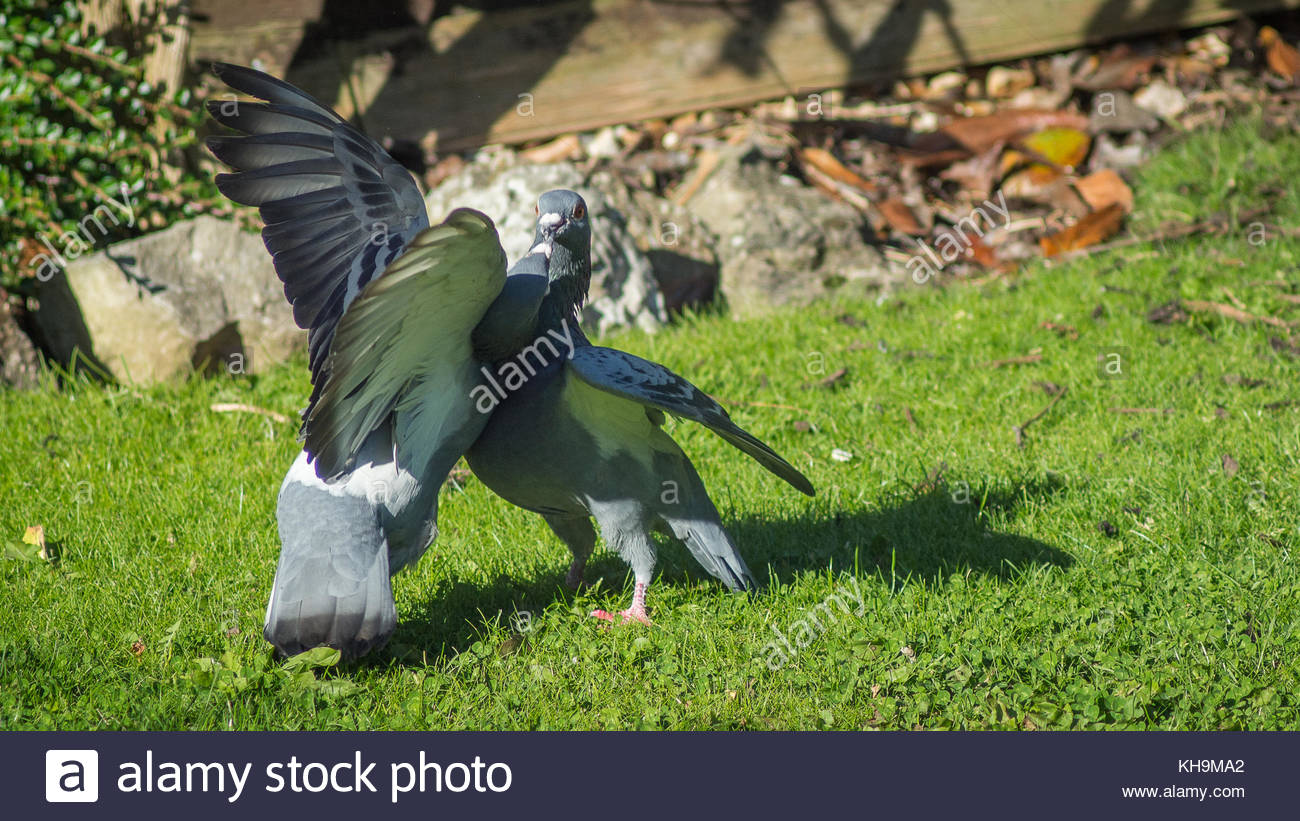 Pigeon Attack Stock Photos & Pigeon Attack Stock Images - Alamy