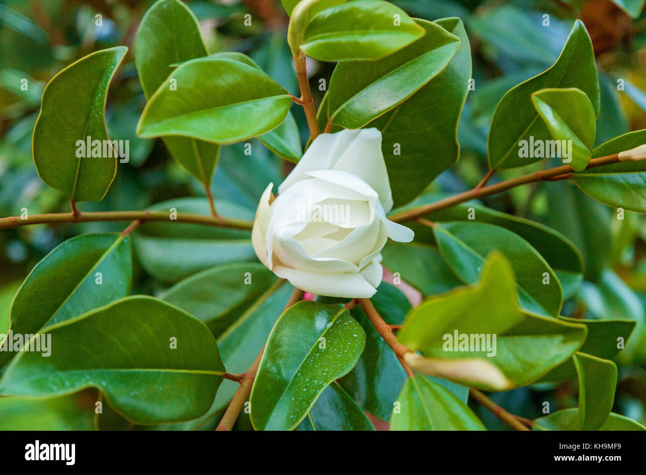 Georgia tree leaf hi-res stock photography and images - Alamy