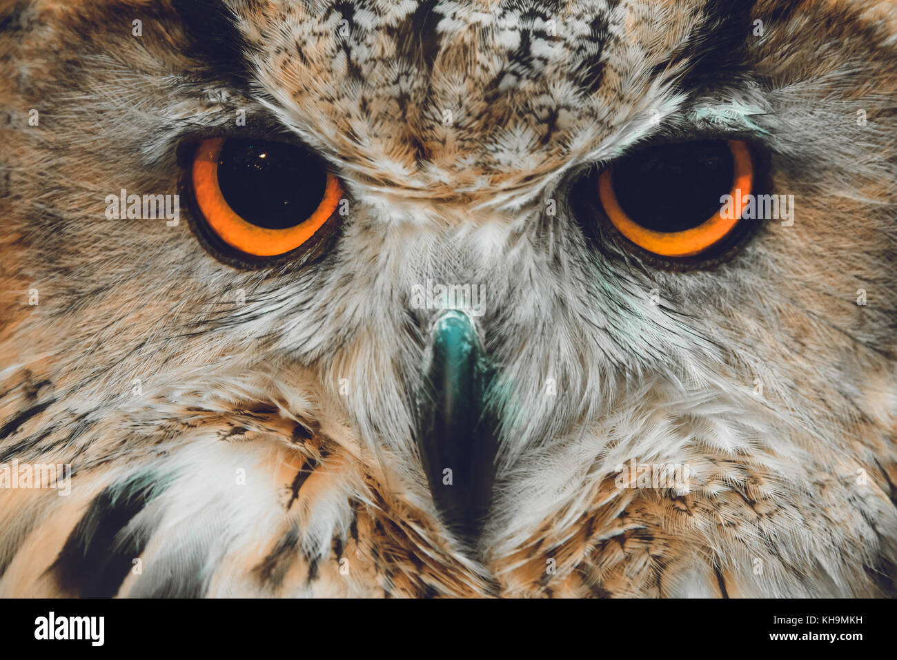 Owls Portrait. owl eyes Stock Photo - Alamy