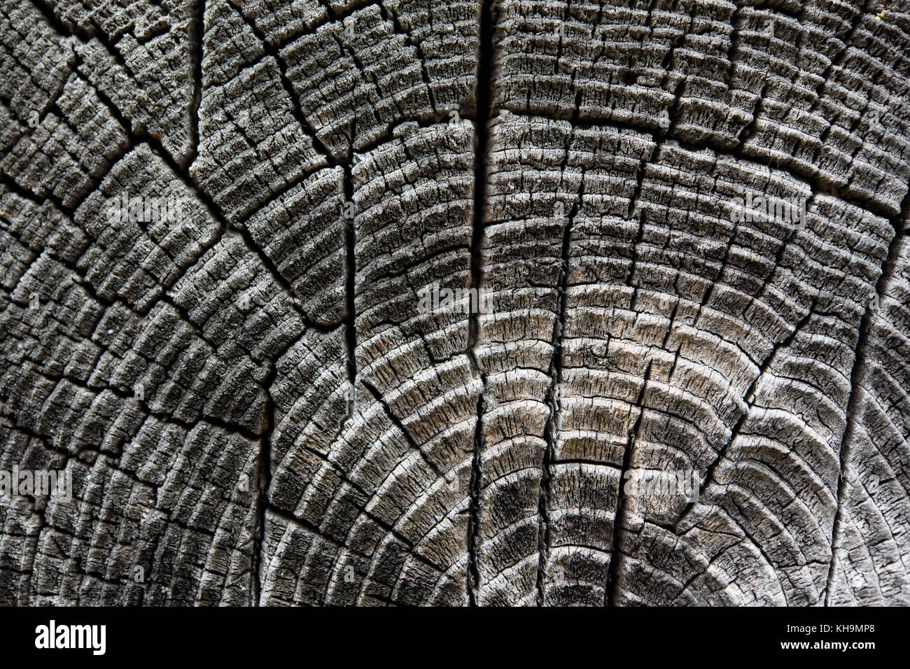 Background from tree trunks Stock Photo - Alamy