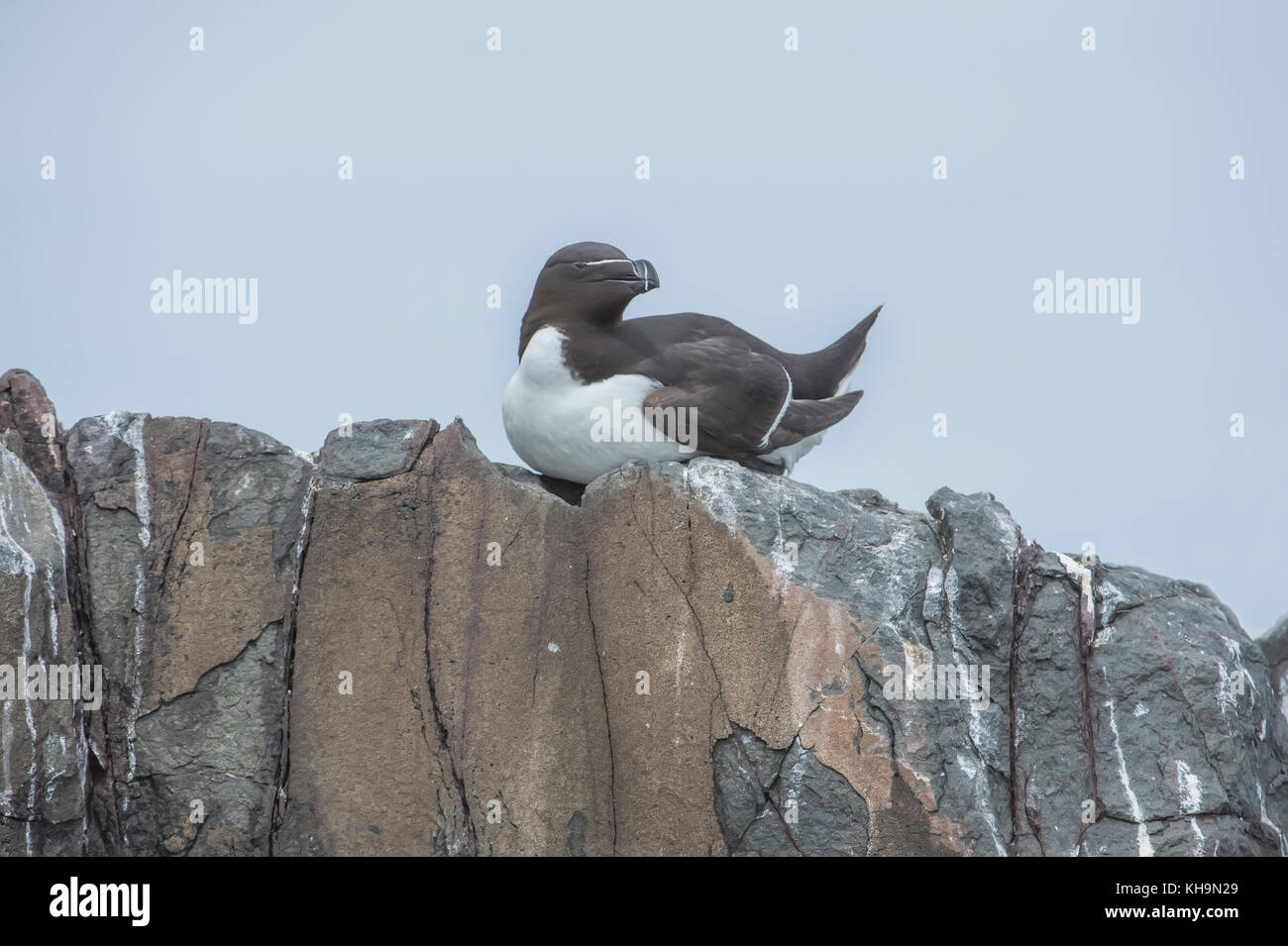 Razorbill, Alca torda, sitting on the edge of a cliff Stock Photo - Alamy