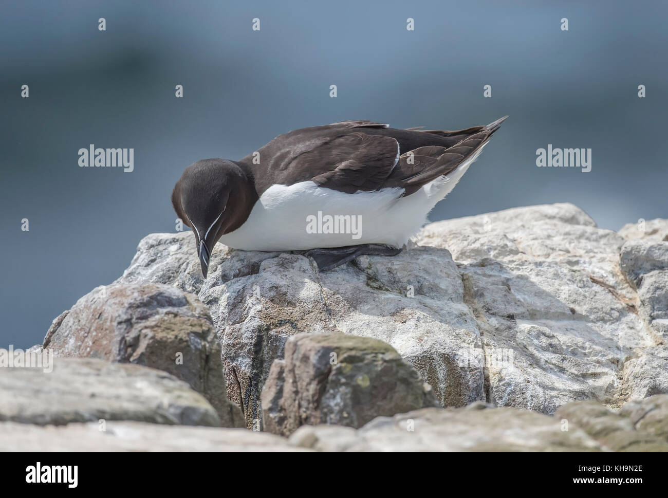 Razorbill in flowers hi-res stock photography and images - Alamy
