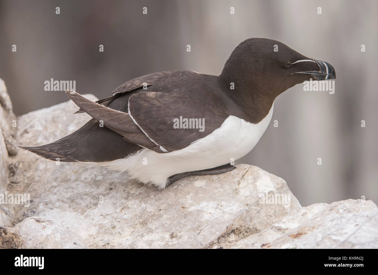 Razorbill, alca torda, on a rock at the top of a cliff, on Inner Farne ...