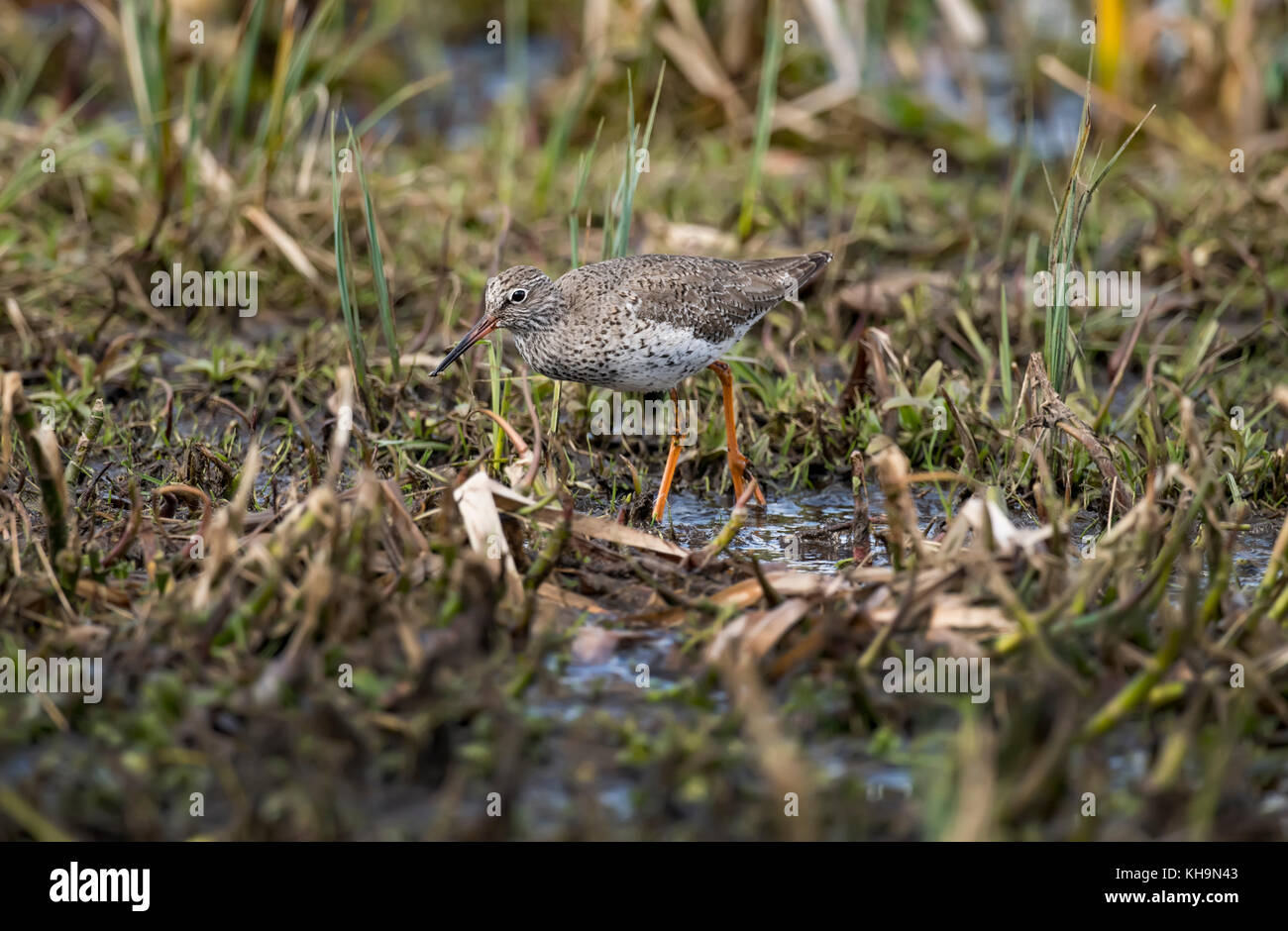 Reed bank hi-res stock photography and images - Alamy