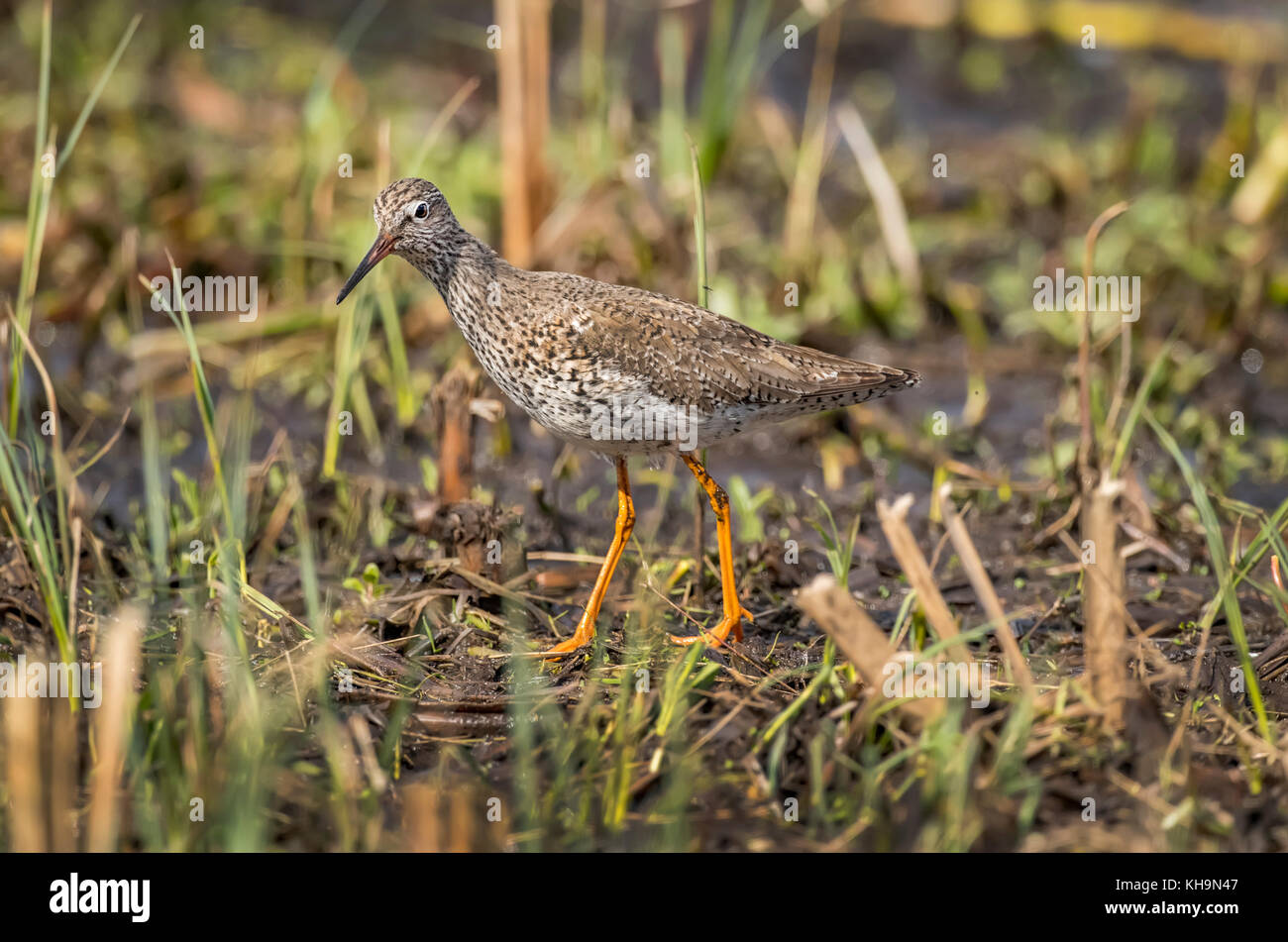Reed bank hi-res stock photography and images - Alamy