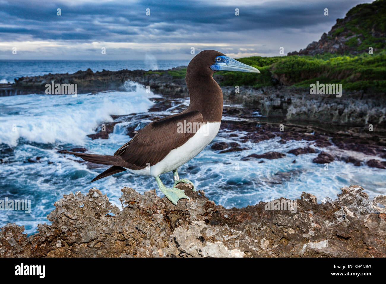 Lily wildlife hi-res stock photography and images - Alamy