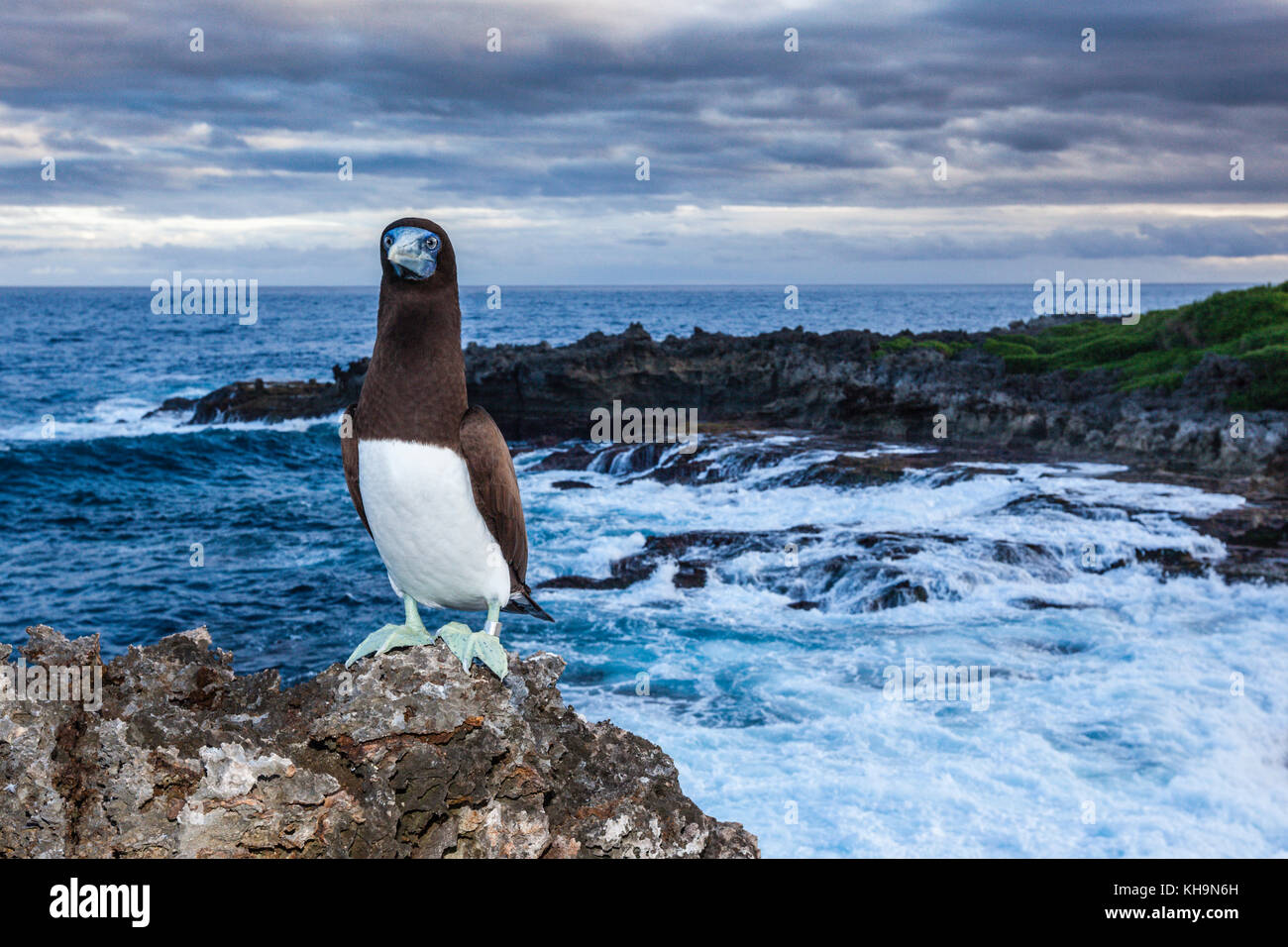 Lily wildlife hi-res stock photography and images - Alamy