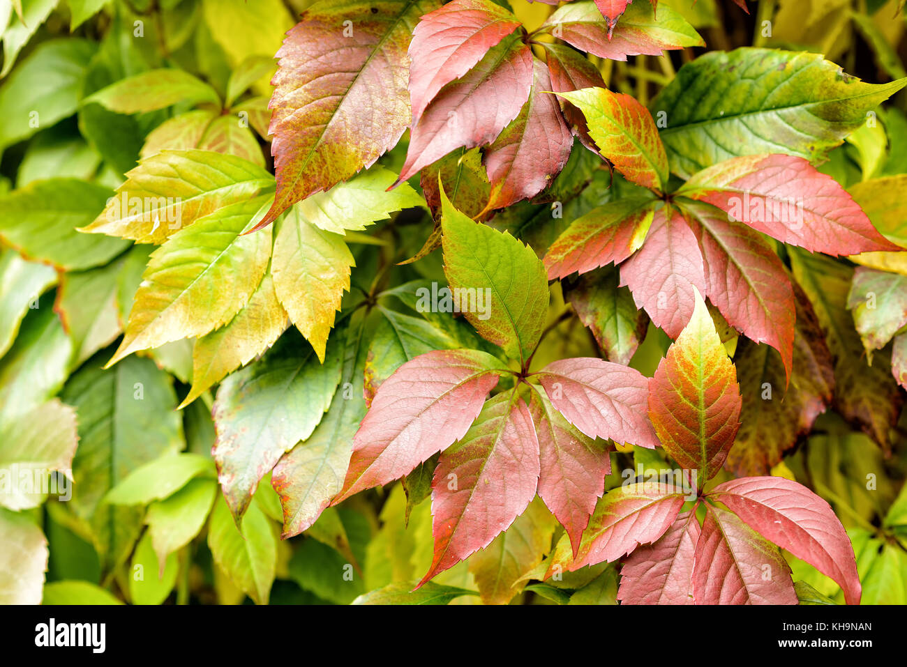colorful leaves in a forest in autumn Stock Photo - Alamy