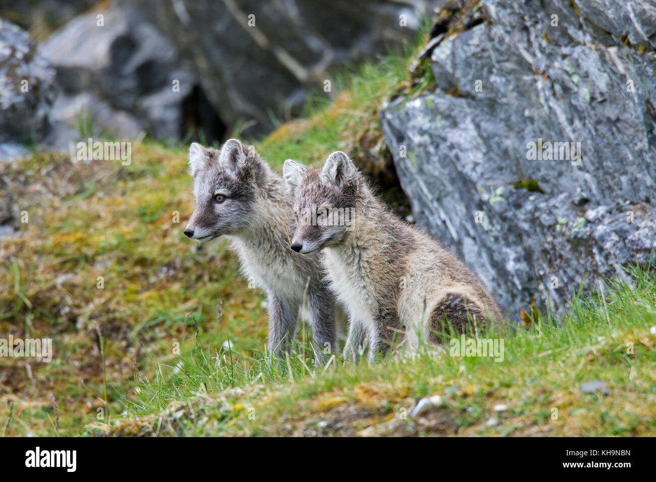 Two arctic foxes den hi-res stock photography and images - Alamy