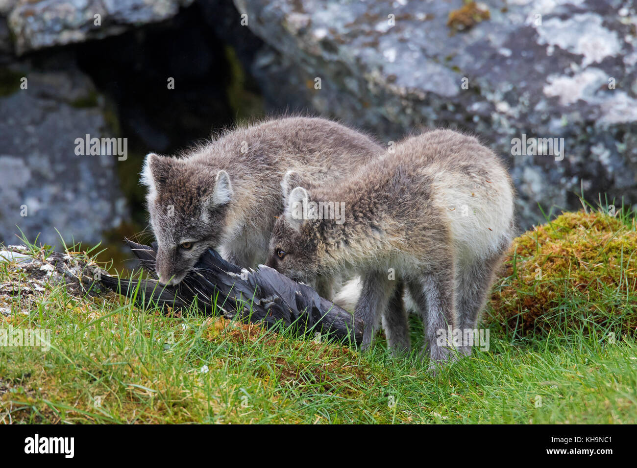 Arctic fox / white fox / polar fox / snow fox (Vulpes lagopus / Alopex ...