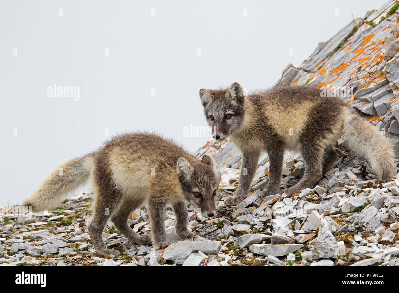 Two young Arctic foxes / white fox / polar fox / snow fox (Vulpes ...