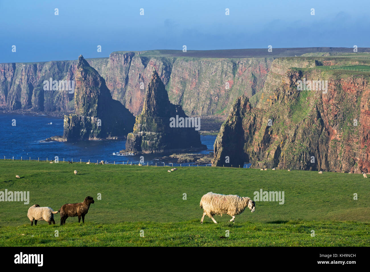 Duncansby Stacks, rock pinnacles south of Duncansby Head near John o ...