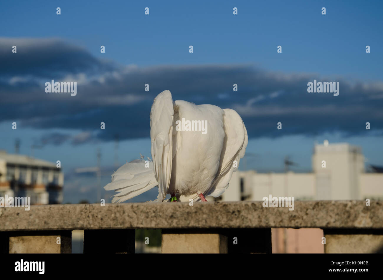 Headless bird hi-res stock photography and images - Alamy