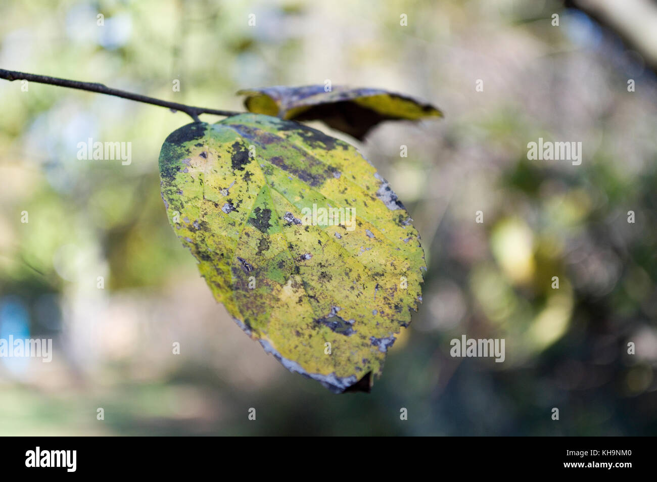 Decaying Leaf High Resolution Stock Photography and Images - Alamy