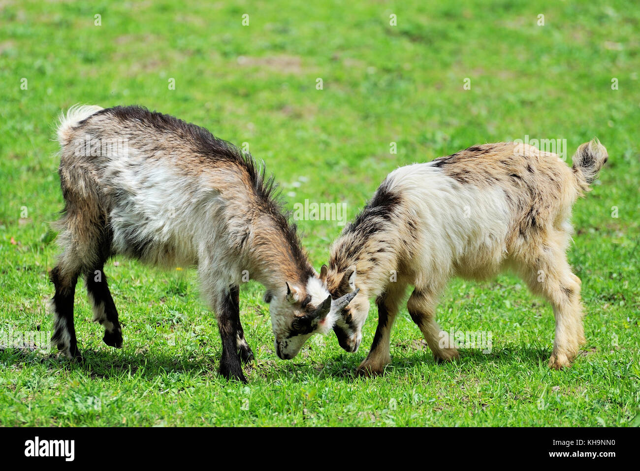 Goat in meadow. Goat herd Stock Photo - Alamy