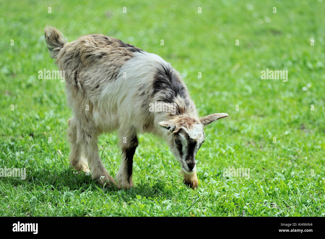 Young goat grazing green grass Stock Photo - Alamy