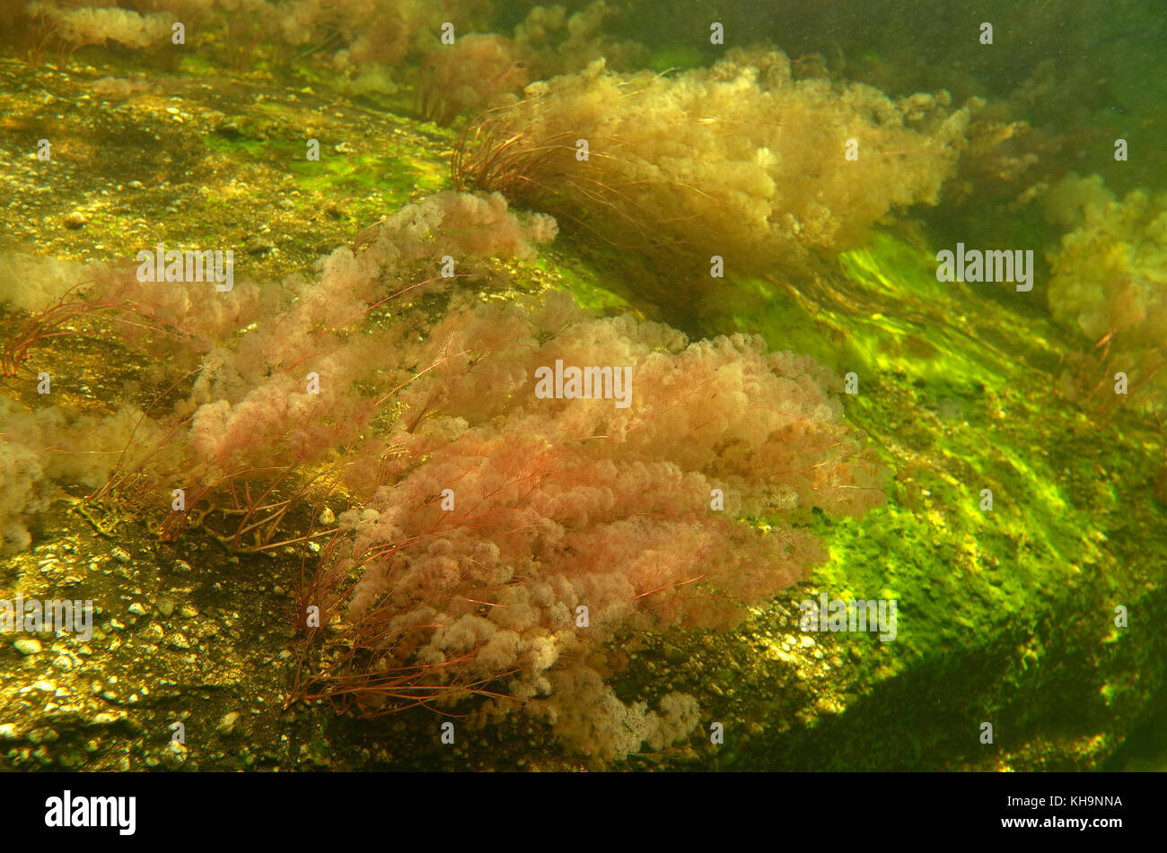 Macarenia Clavigera High Resolution Stock Photography and Images - Alamy