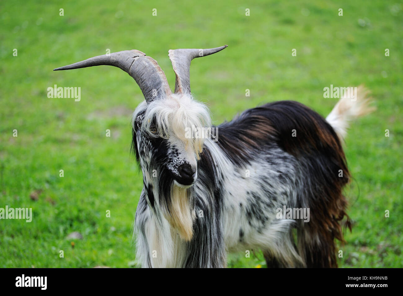 Goat in meadow. Goat herd Stock Photo - Alamy