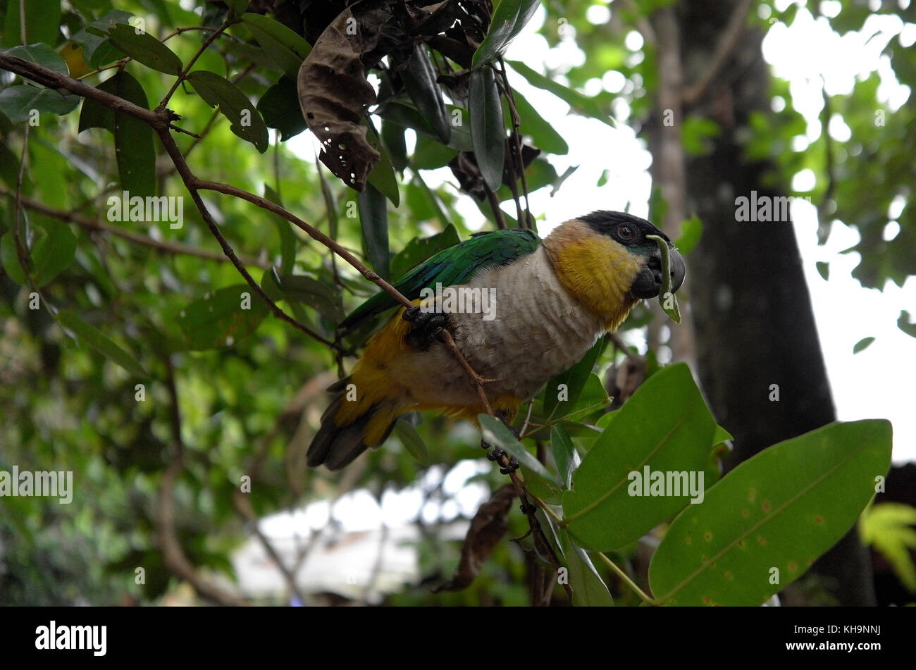 Black-headed parrot eating a leaf Stock Photo - Alamy