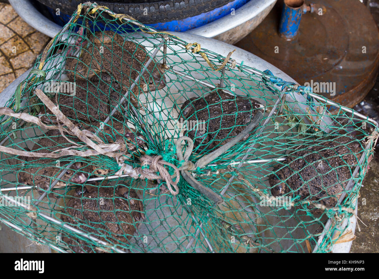 Frogs at market in Hanoi, Vietnam Stock Photo - Alamy