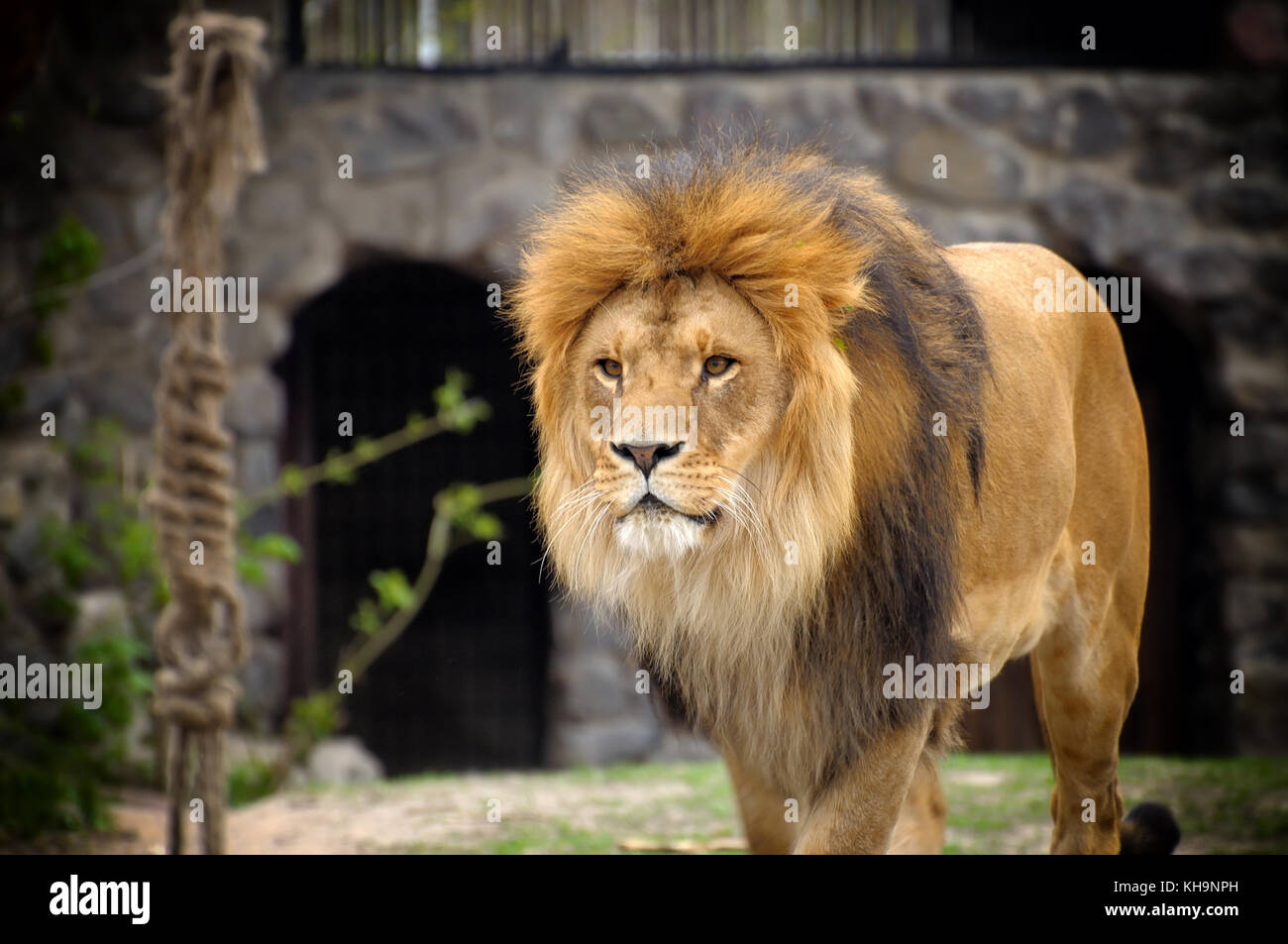 Male lion looking out atop rocky outcrop Stock Photo - Alamy