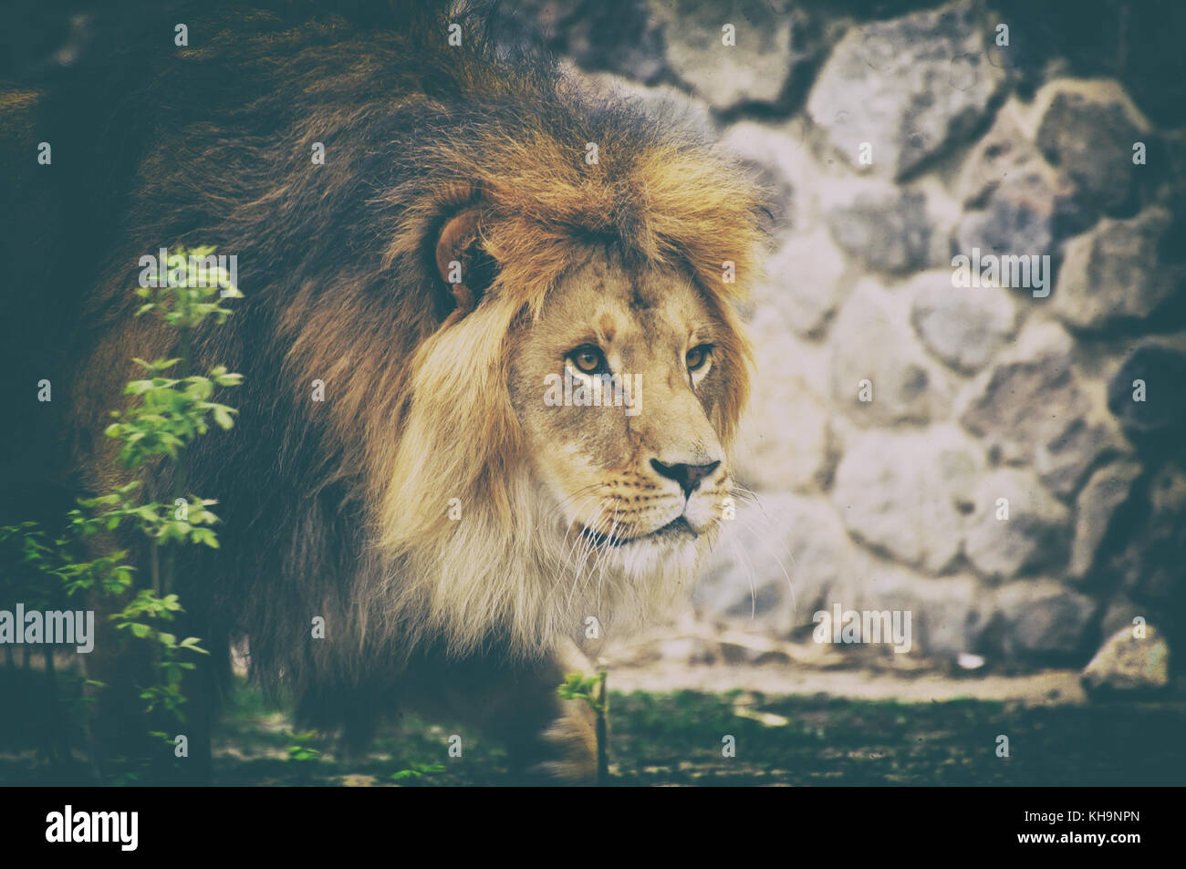 Male lion looking out atop rocky outcrop Stock Photo - Alamy
