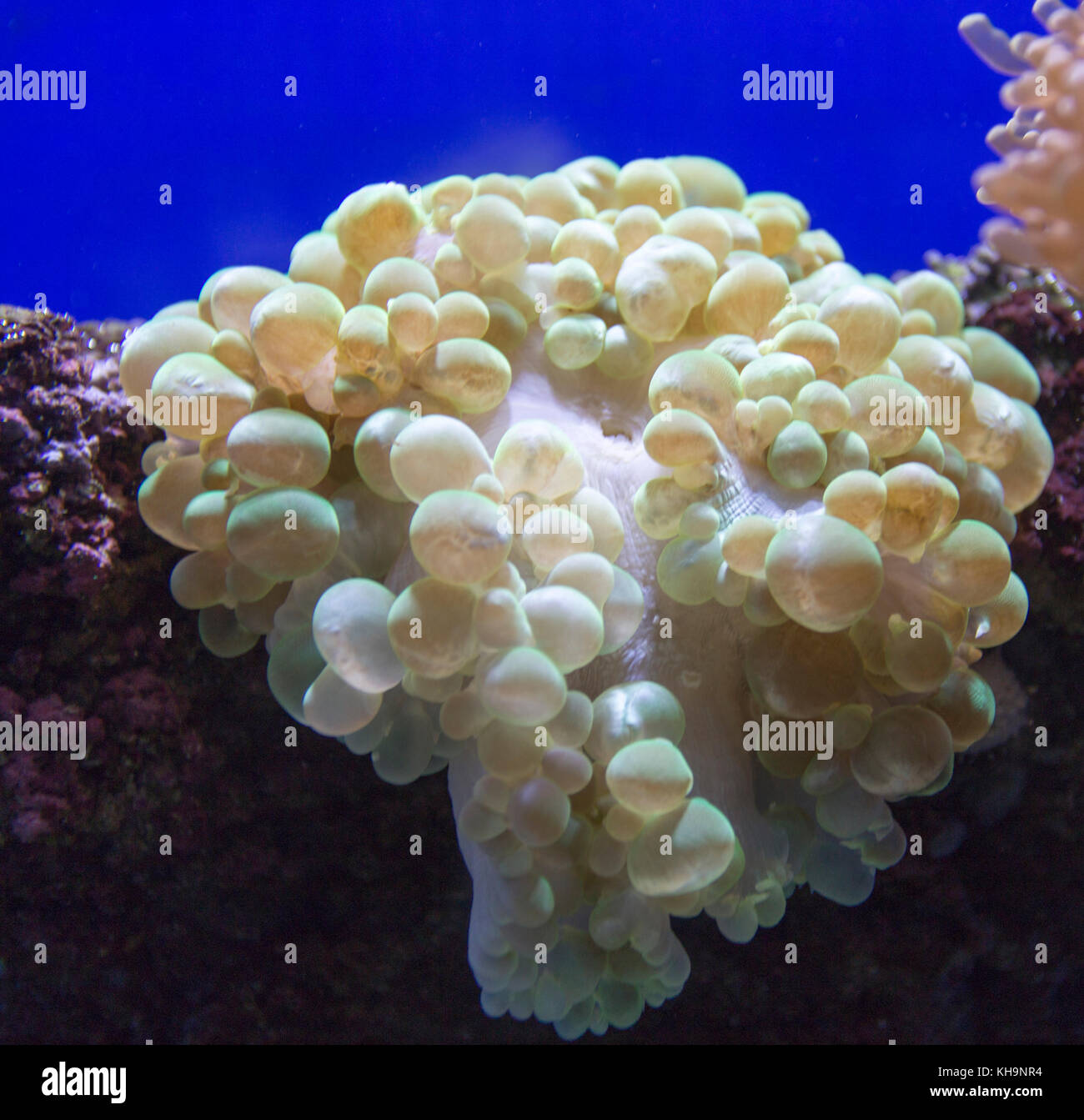 Bubble coral close up view in aquarium Stock Photo - Alamy