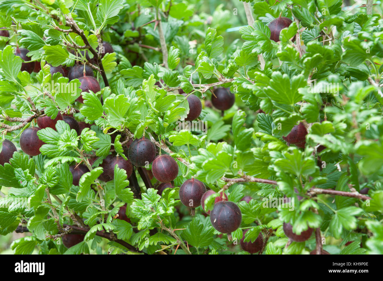 Gooseberry ‘hinnomaki red’ hi-res stock photography and images - Alamy
