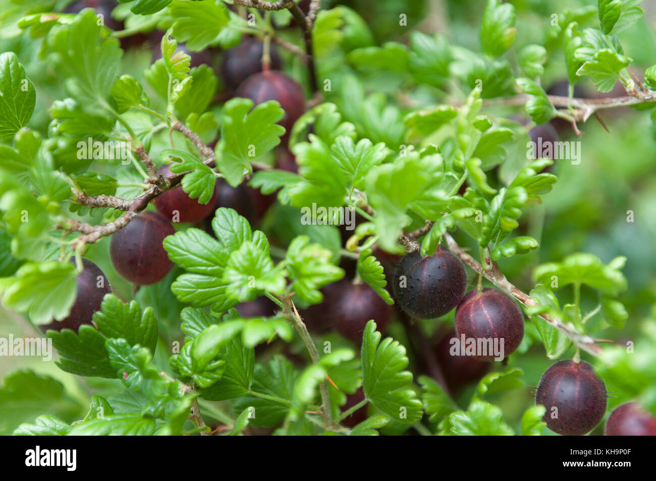 Hairy gooseberries hi-res stock photography and images - Alamy