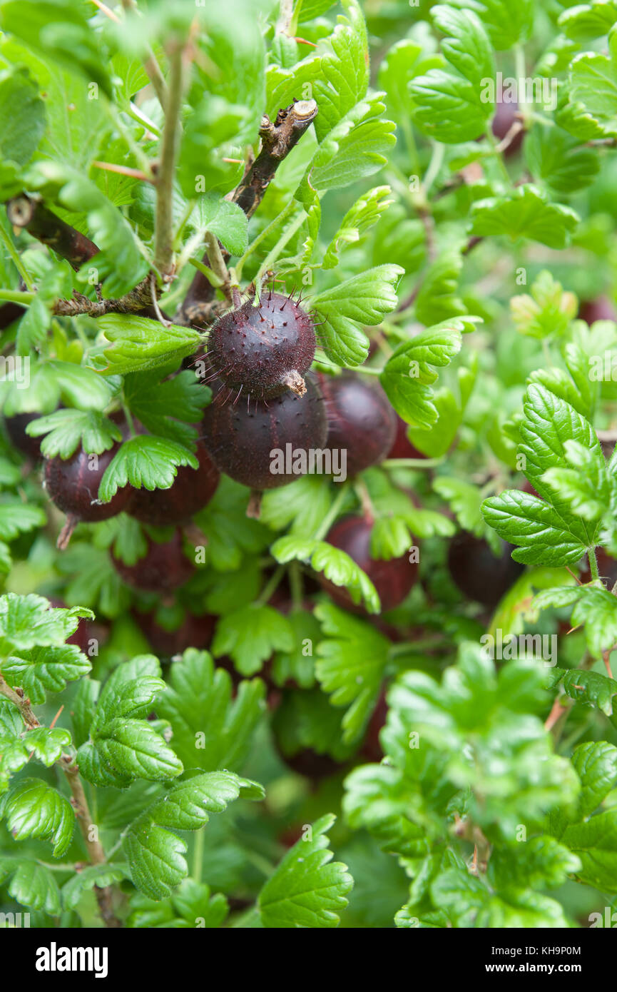 ‘hinnomaki red’ gooseberry hi-res stock photography and images - Alamy