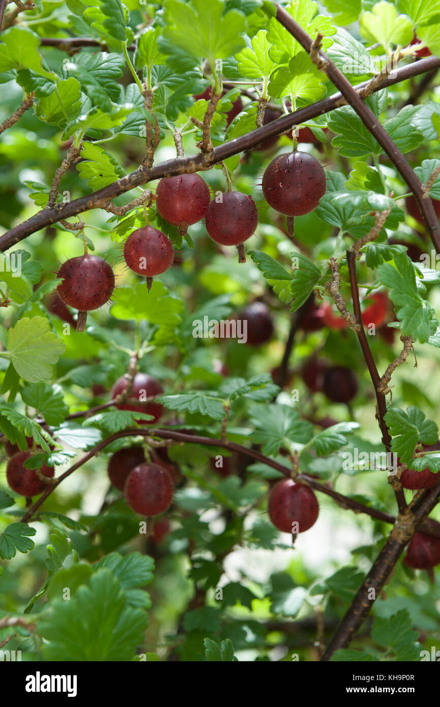 Hinnomaki red hi-res stock photography and images - Alamy