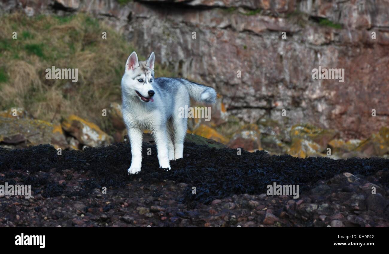 Medium breed dogs siberian husky hi-res stock photography and images ...