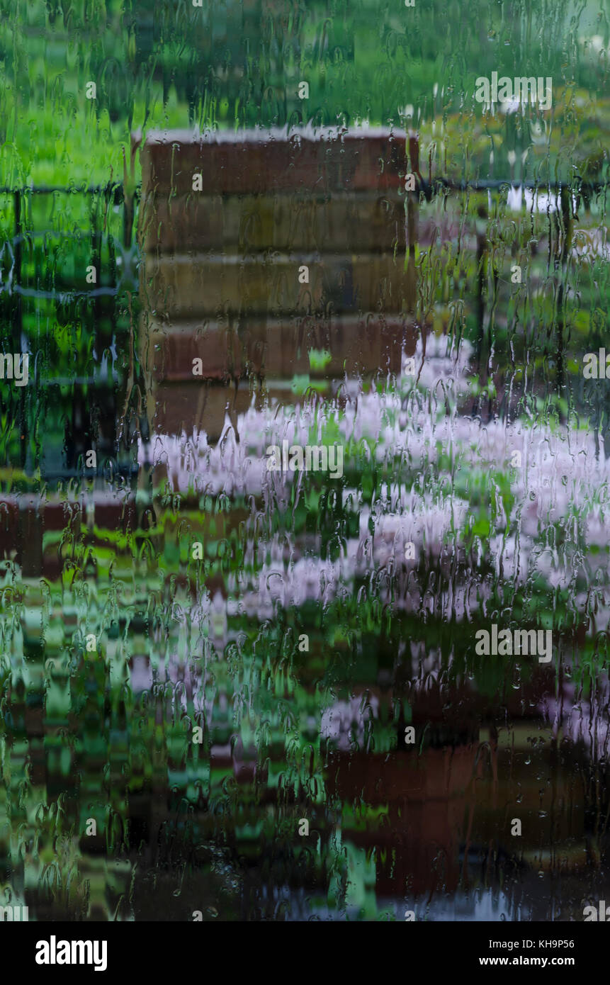distorted view of early spring flowers and plants through window ...